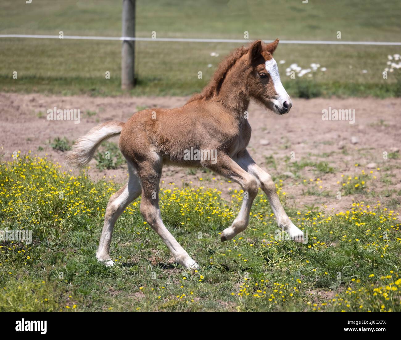 An Icelandic horse filly runs in play Stock Photo - Alamy