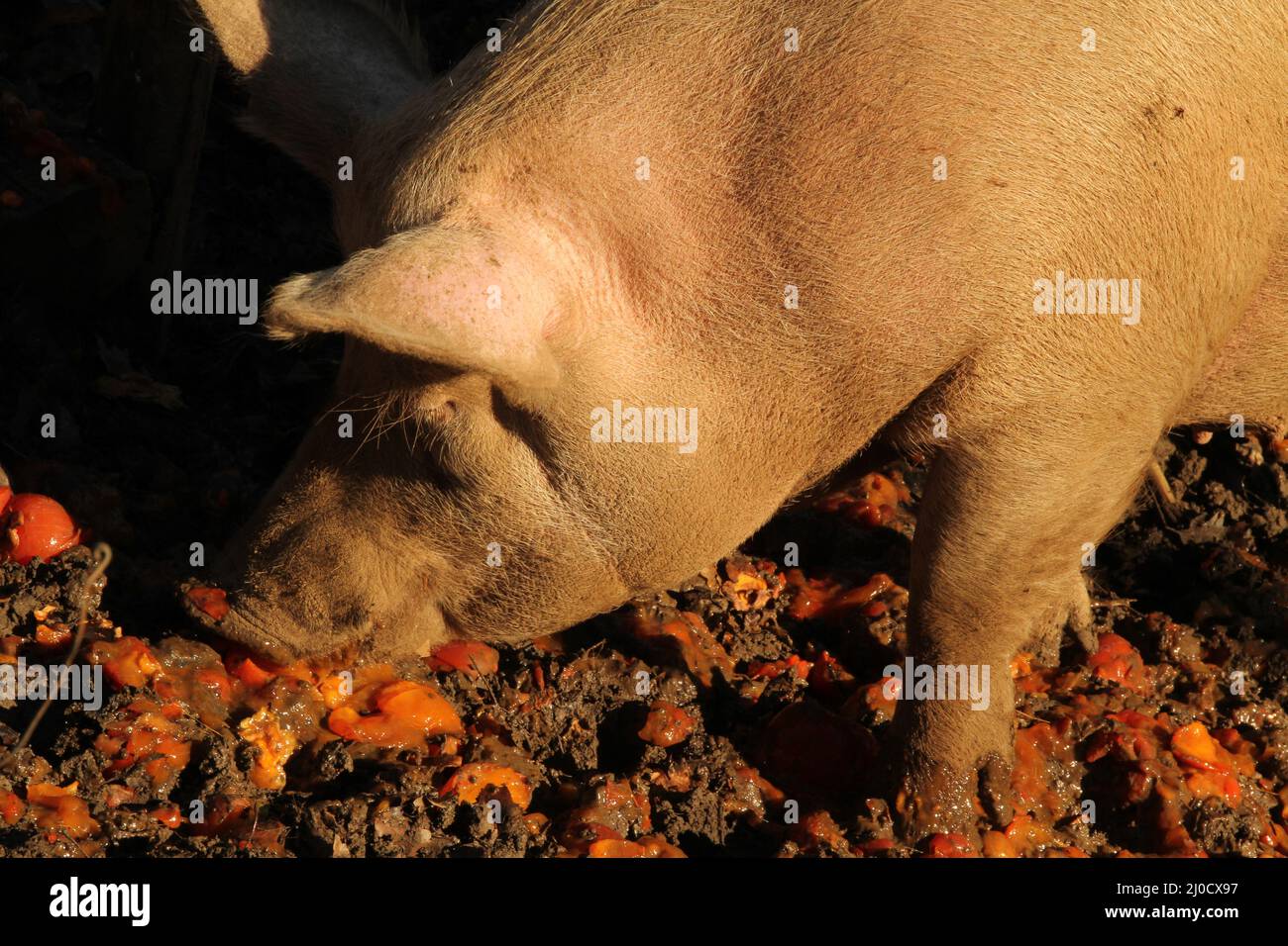 Pig eating from the mud Stock Photo - Alamy