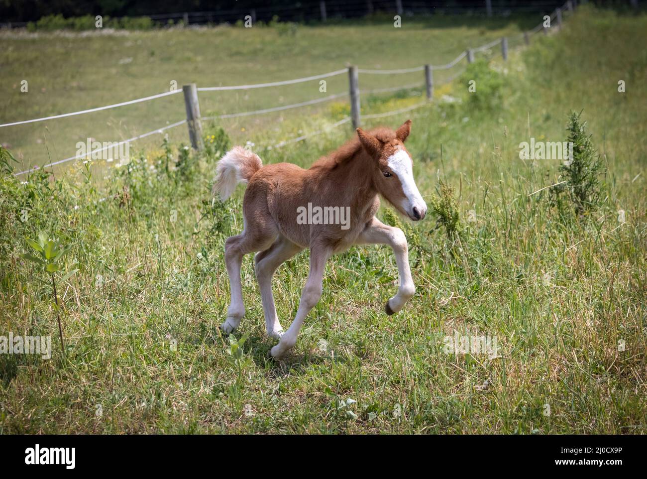 An Icelandic horse filly runs in play Stock Photo - Alamy