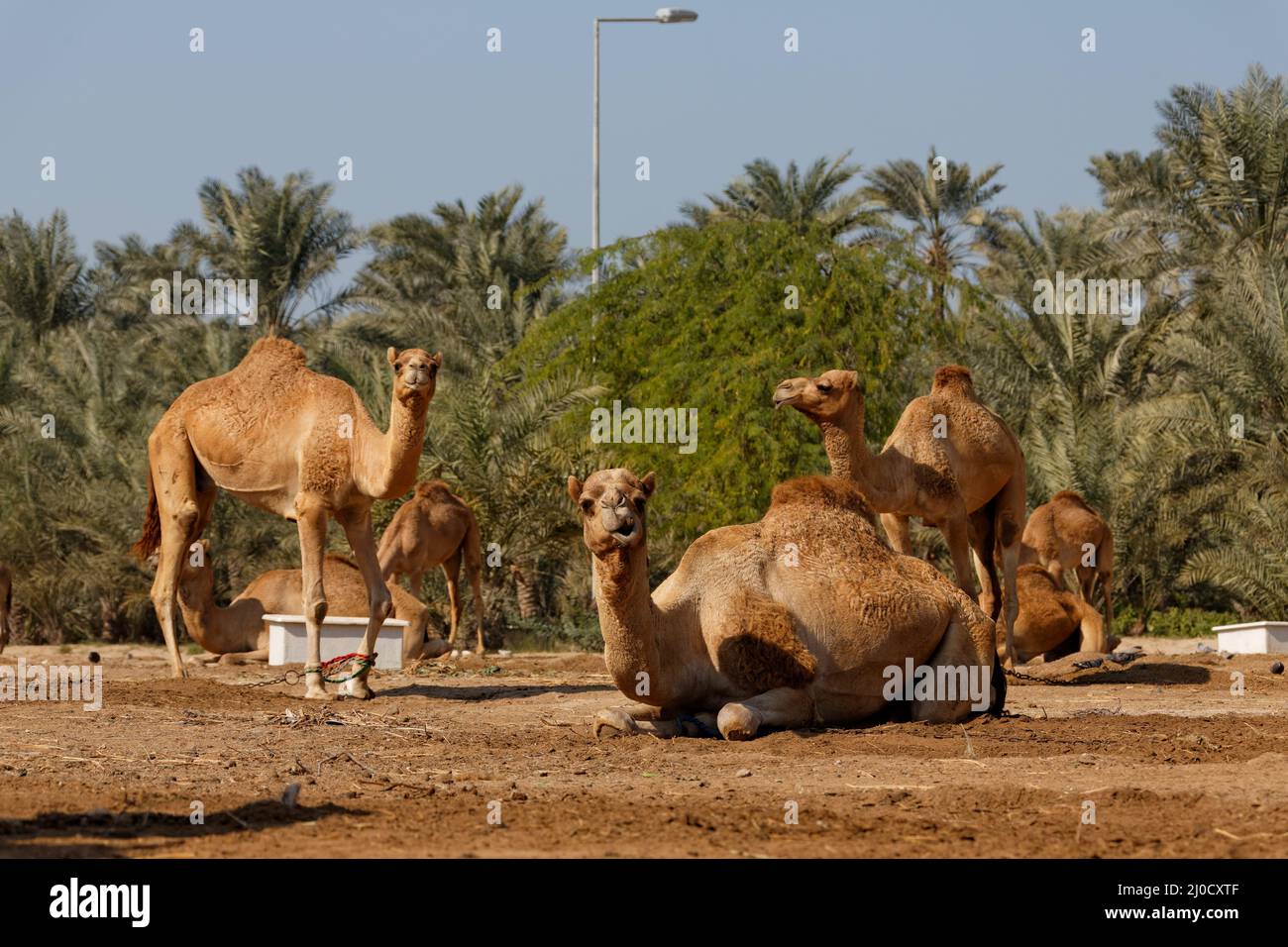 Royal Camel Farm. Kingdom of Bahrain Stock Photo - Alamy