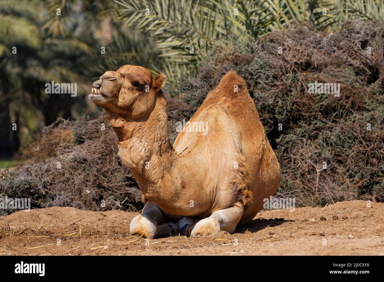 Royal Camel Farm. Kingdom of Bahrain Stock Photo - Alamy