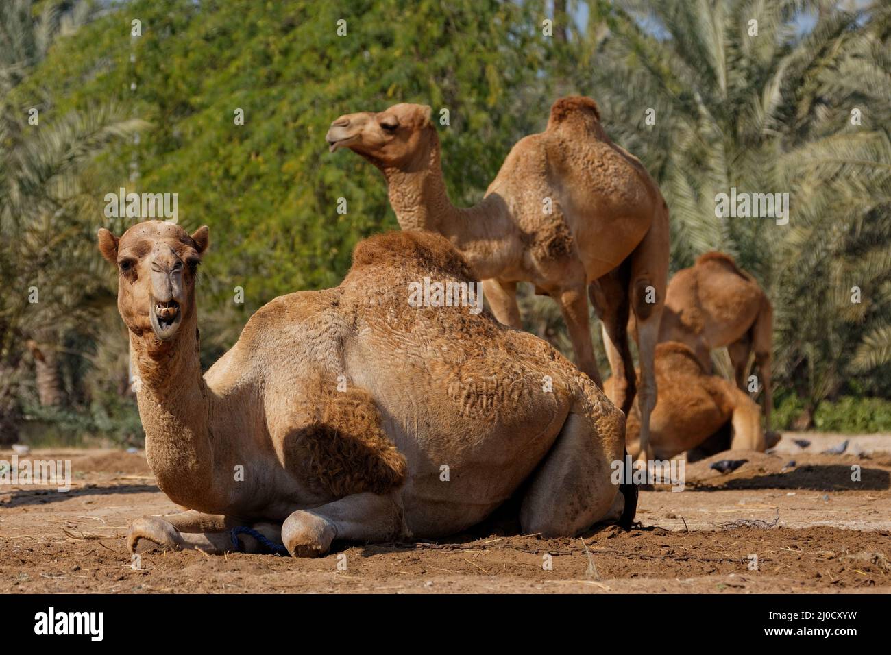 Royal Camel Farm. Kingdom of Bahrain Stock Photo - Alamy