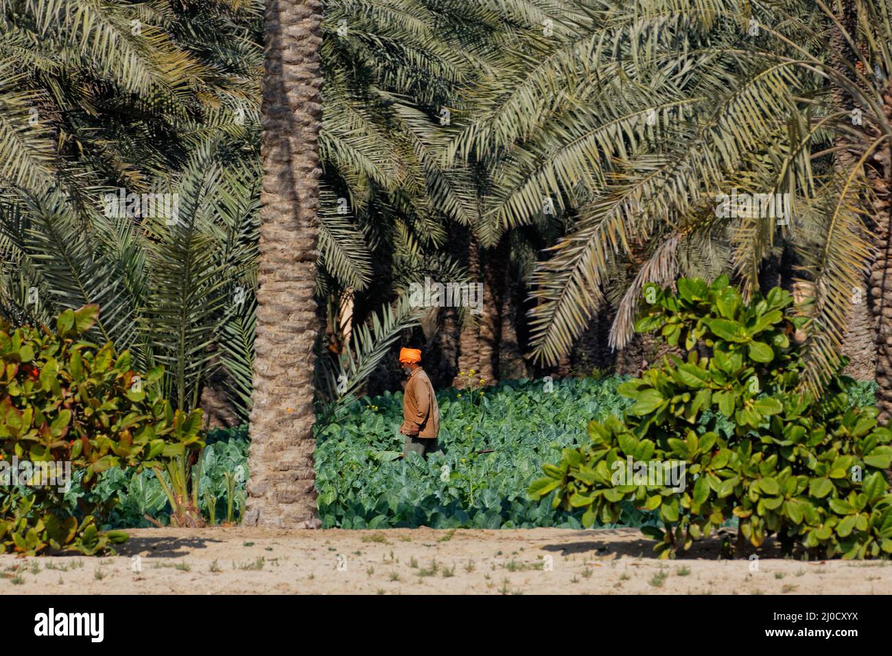 Royal Camel Farm. Kingdom of Bahrain Stock Photo - Alamy