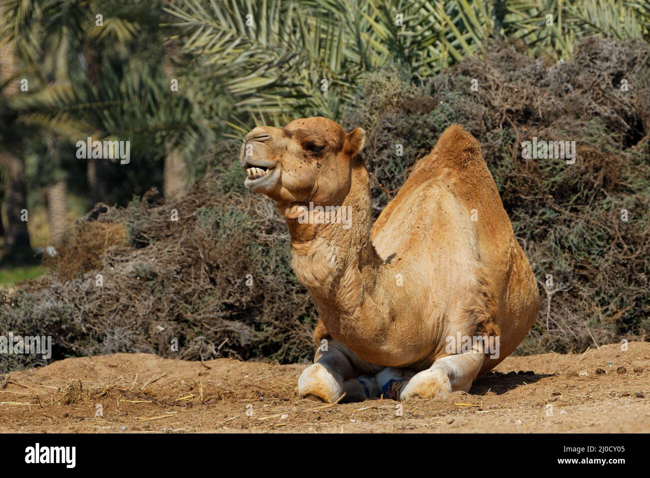 Royal Camel Farm. Kingdom of Bahrain Stock Photo - Alamy