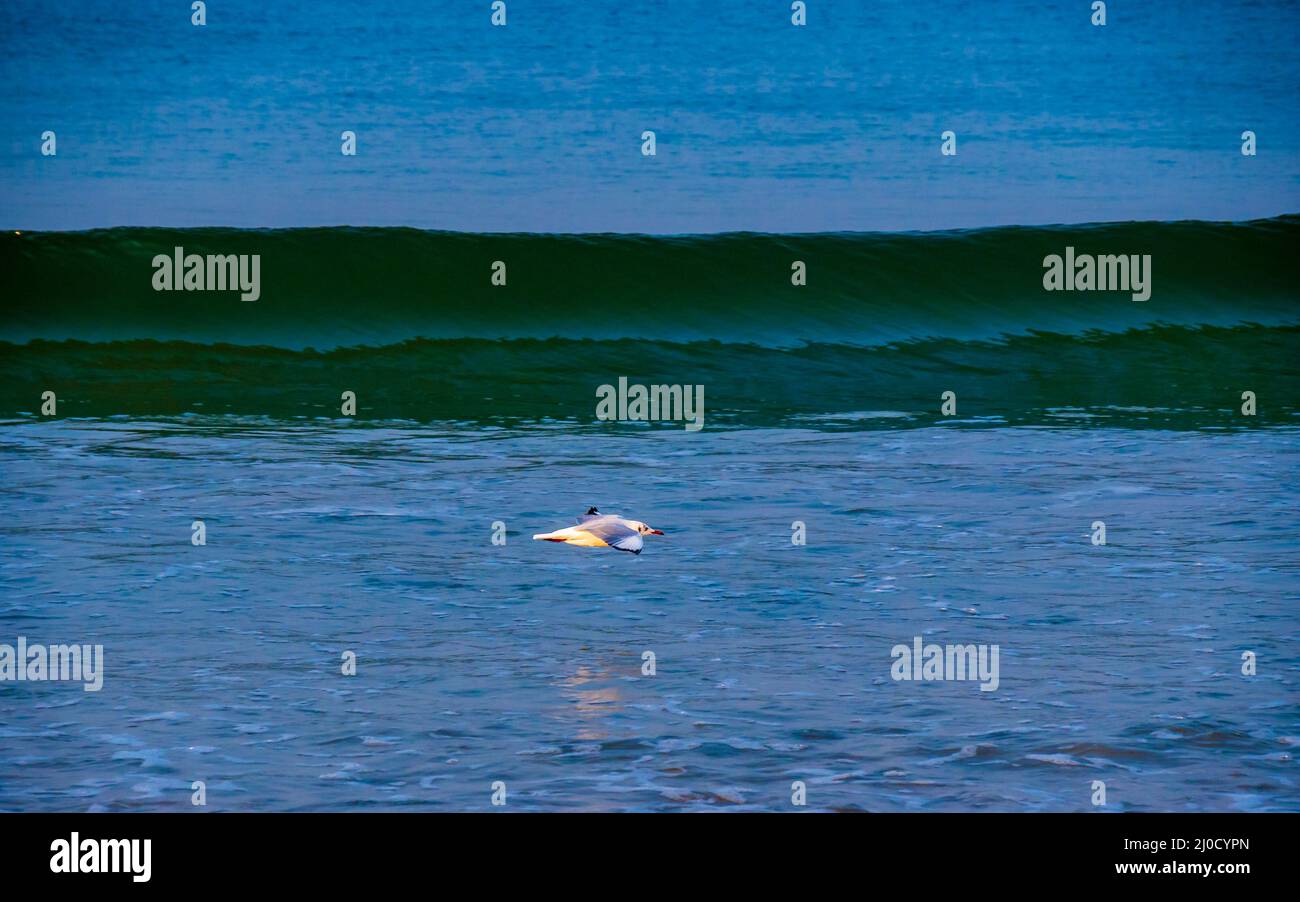 Seaside animal arabian hi-res stock photography and images - Alamy