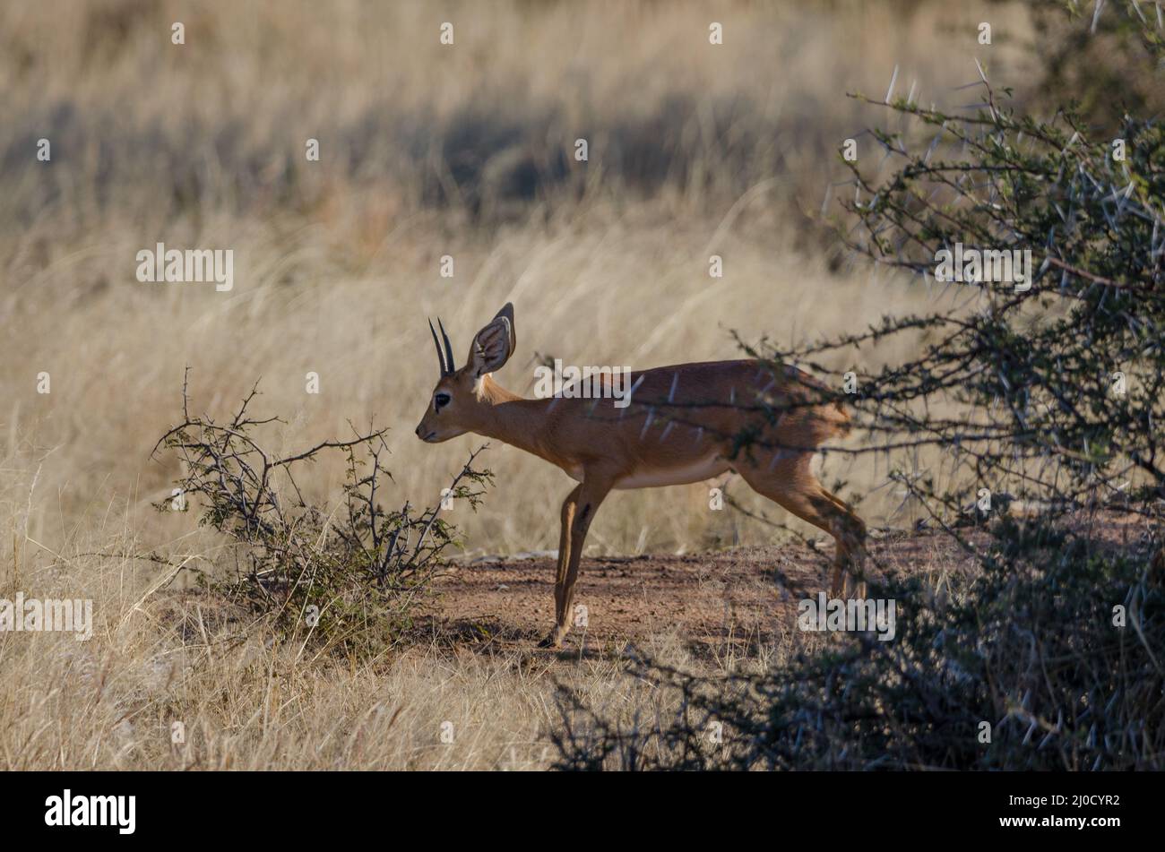 Impala cub hi-res stock photography and images - Alamy