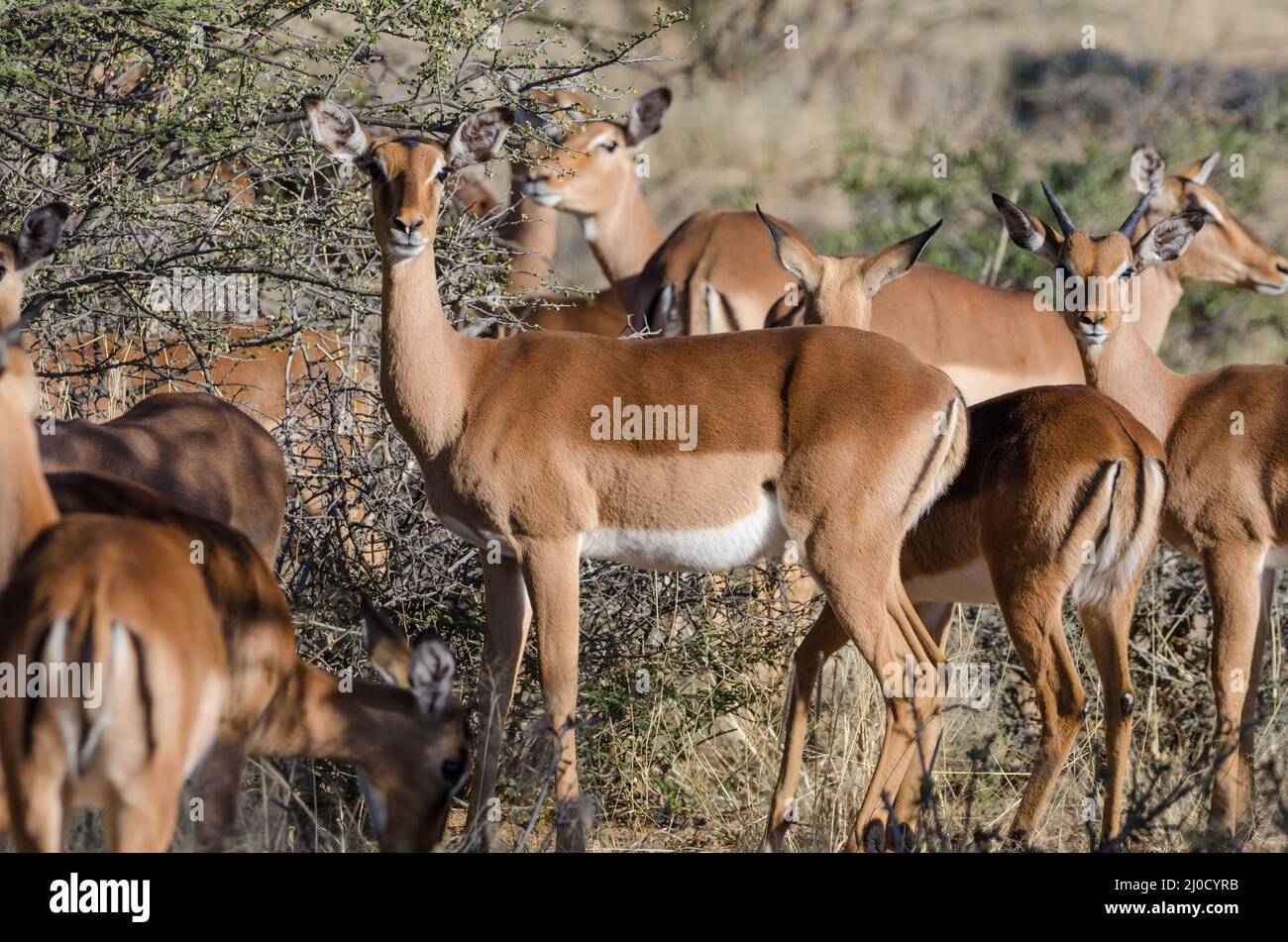 Big flock of deers and deer cubs standing together in a desert safari ...