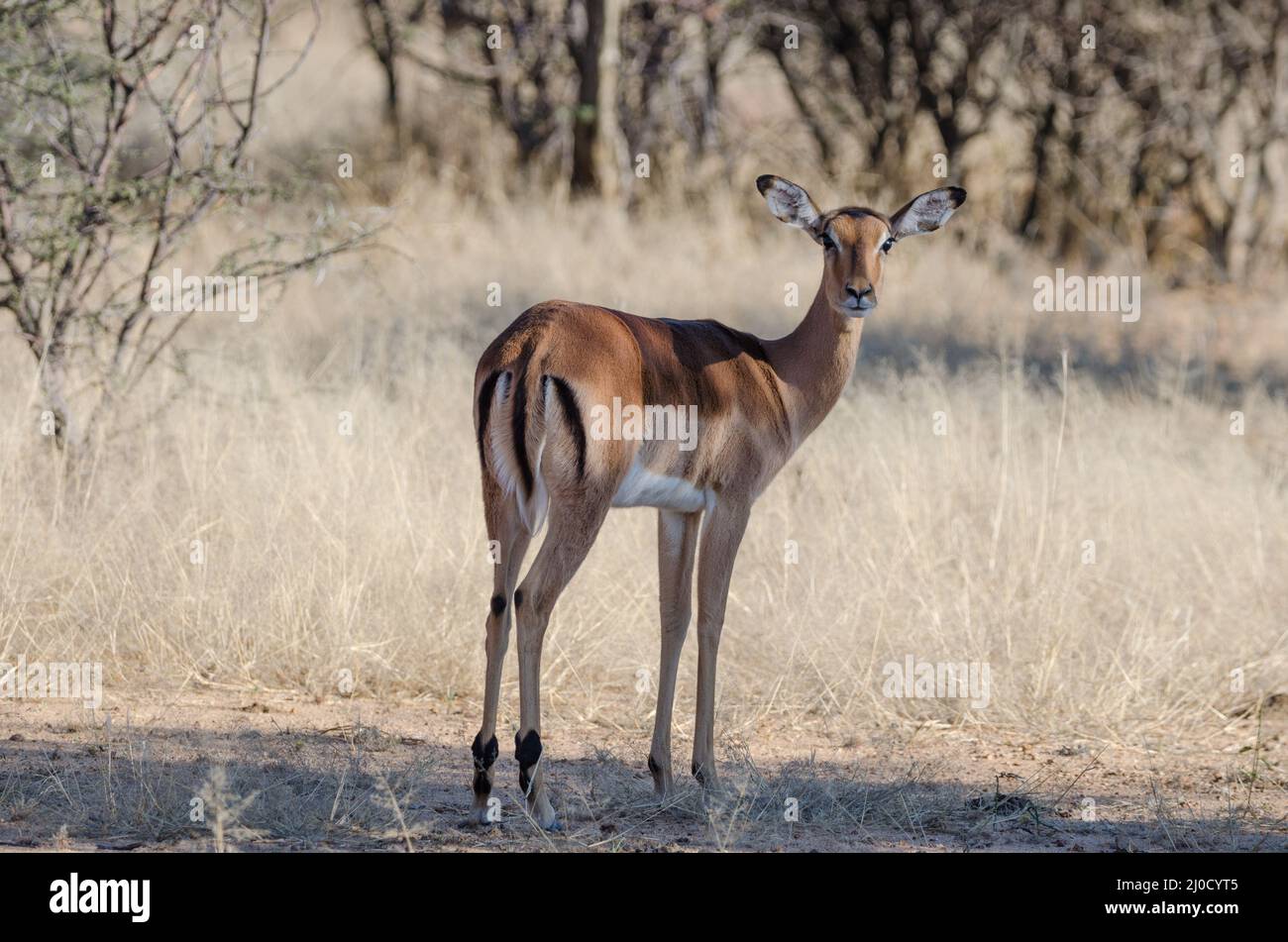 Impala cubs hi-res stock photography and images - Alamy