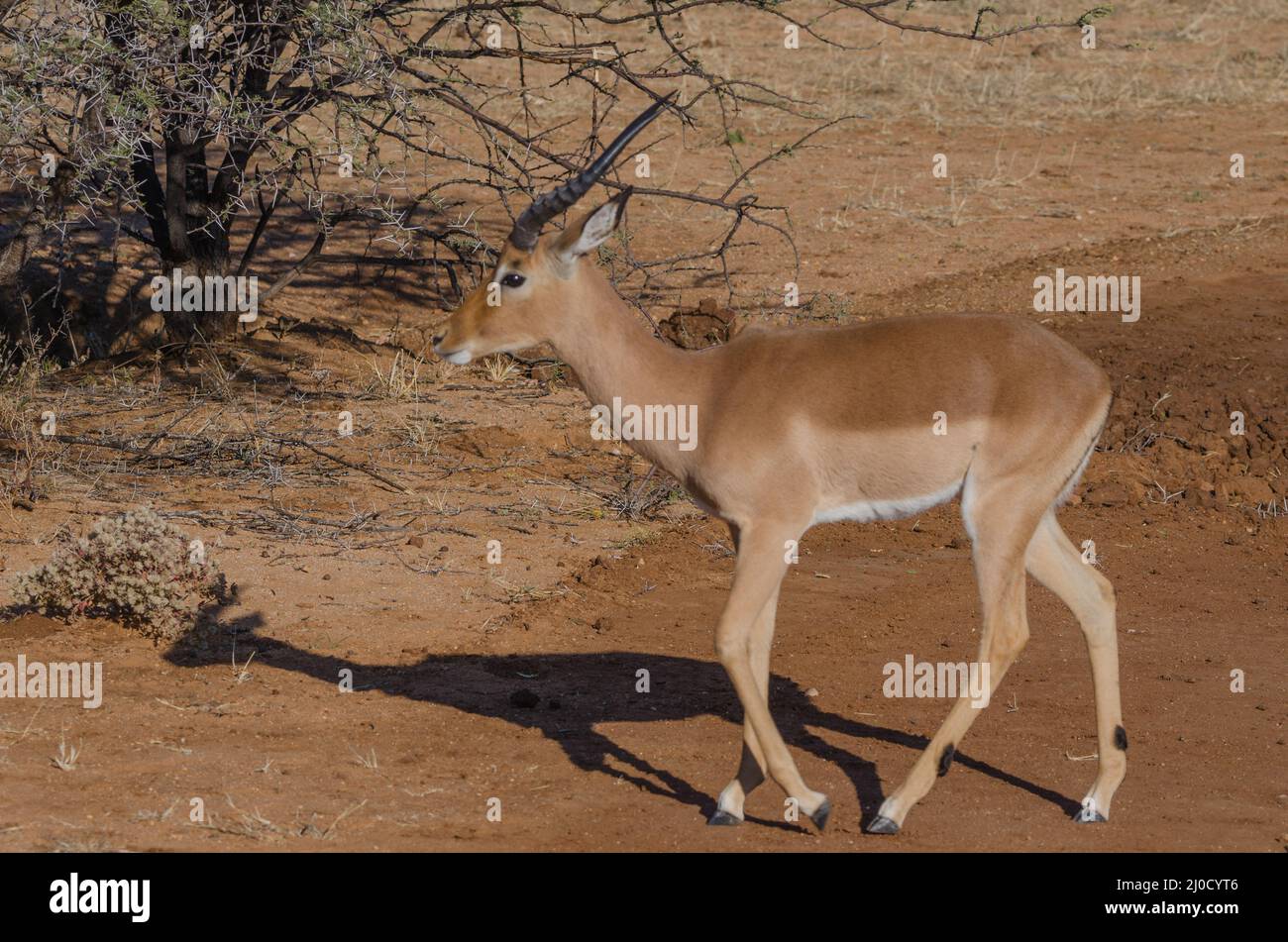 Impala cubs hi-res stock photography and images - Alamy