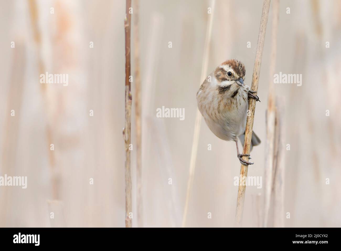 Thypa latifolia hi-res stock photography and images - Alamy