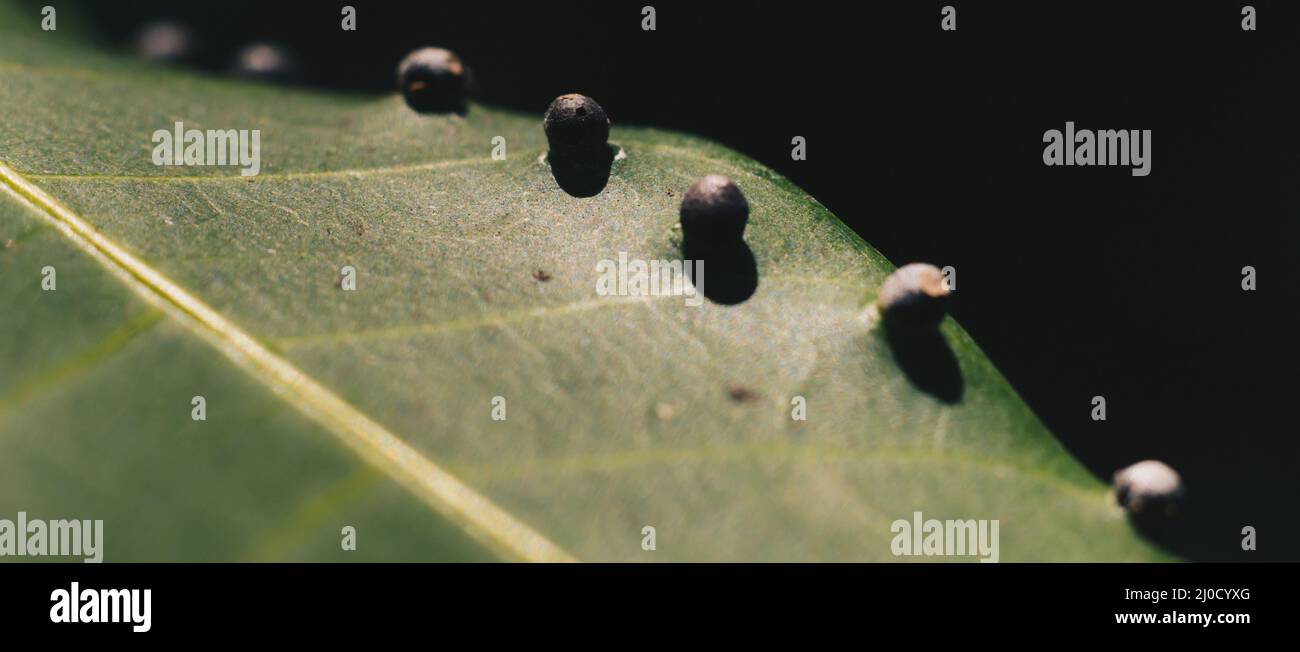 Abstract BANNER larvae of insect eggs ball shape accuracy lie beauty ...