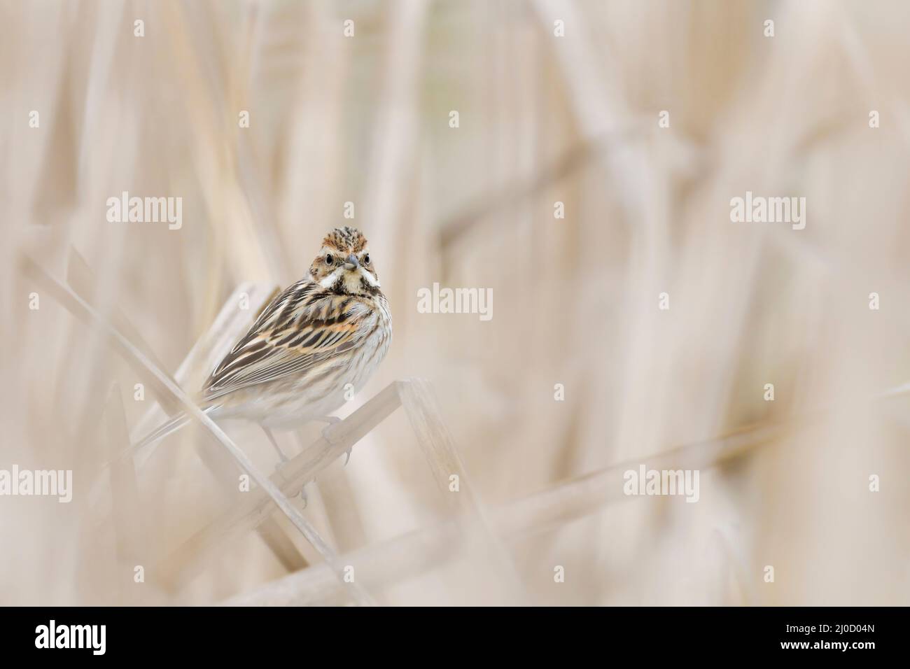 Thypa latifolia hi-res stock photography and images - Alamy