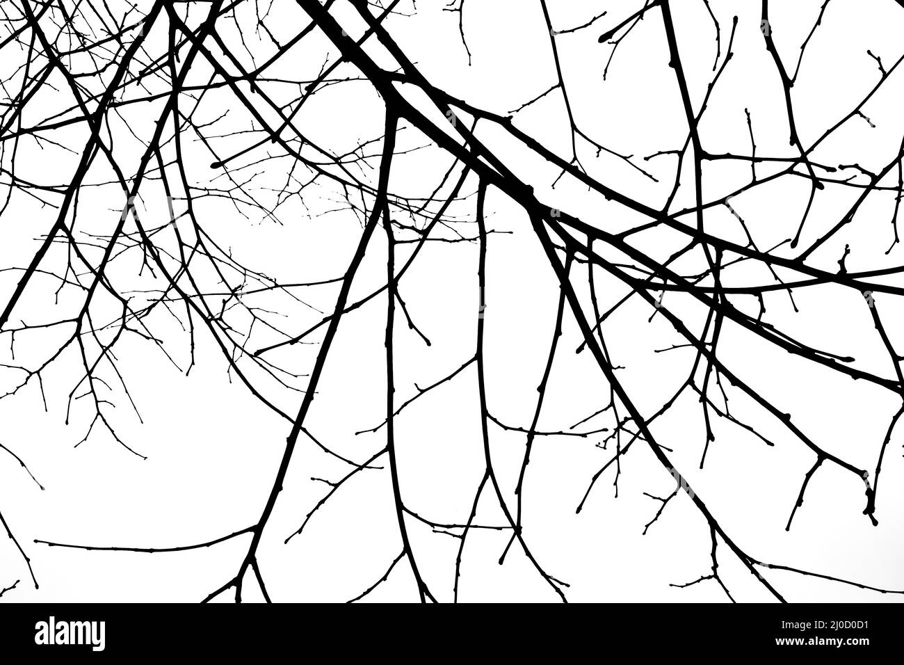 Dead tree branches trunk Black and White Stock Photos & Images - Alamy
