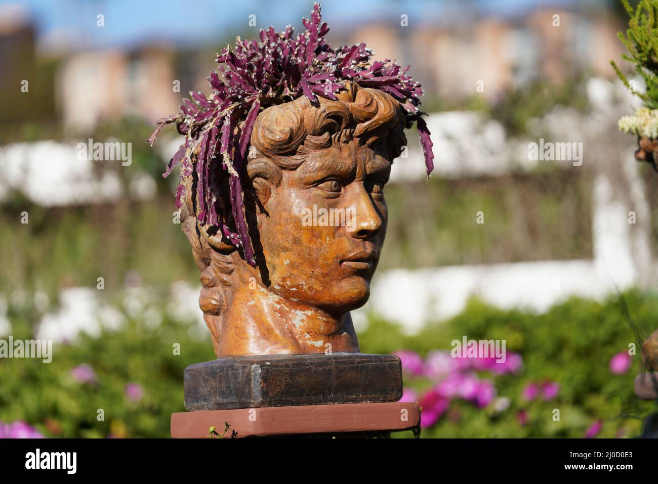 Closeup of a purple plant over a male bust statue under the sunlight ...
