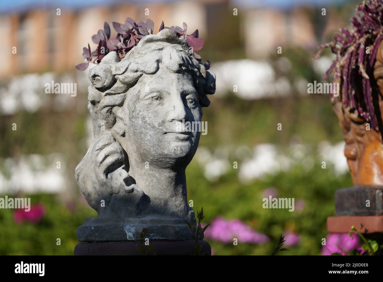 Closeup of a green plant over the male bust statue under the sunlight ...