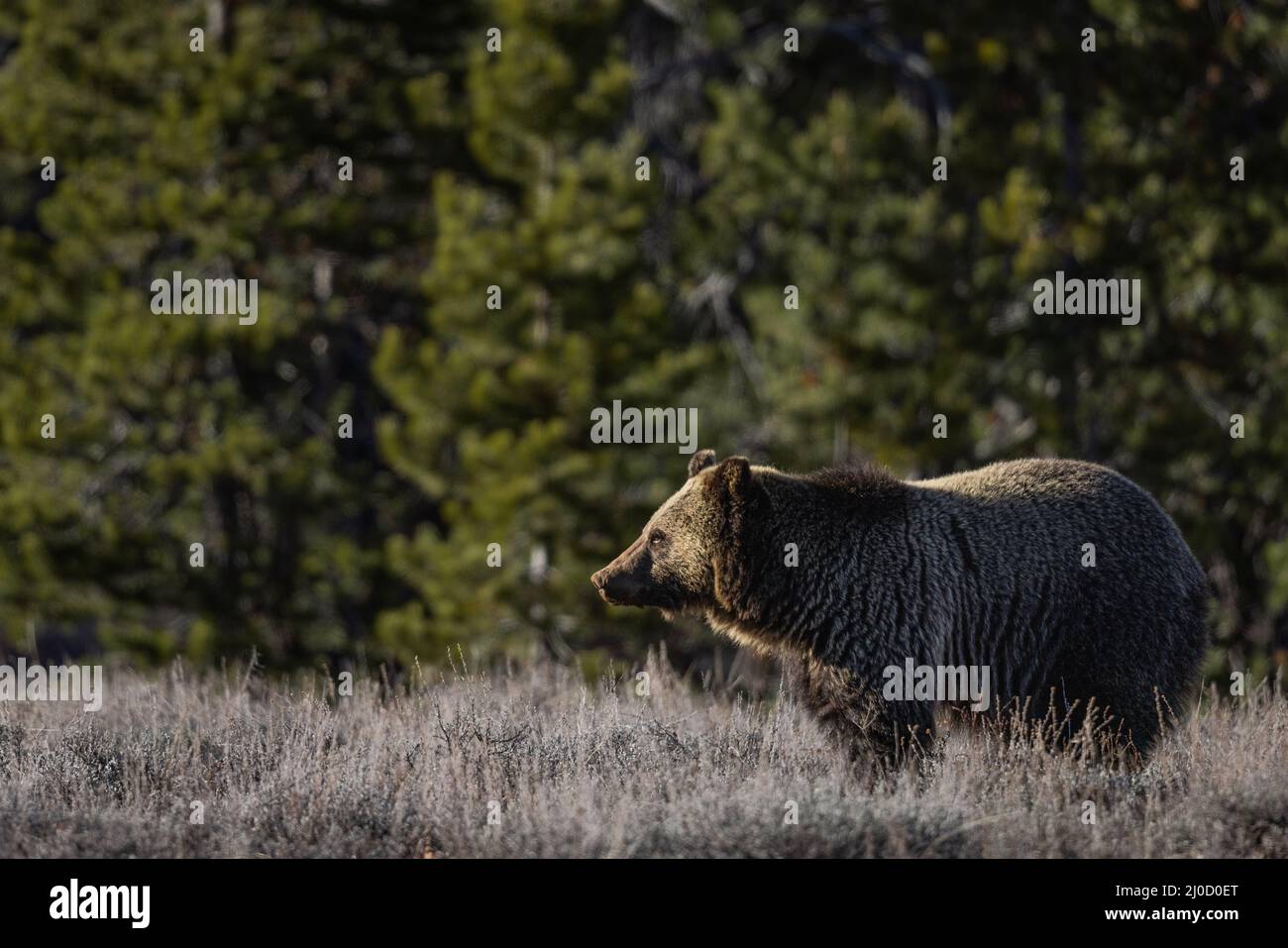 Brown grizzly bear in a field in Grand Teton National Park surrounded ...