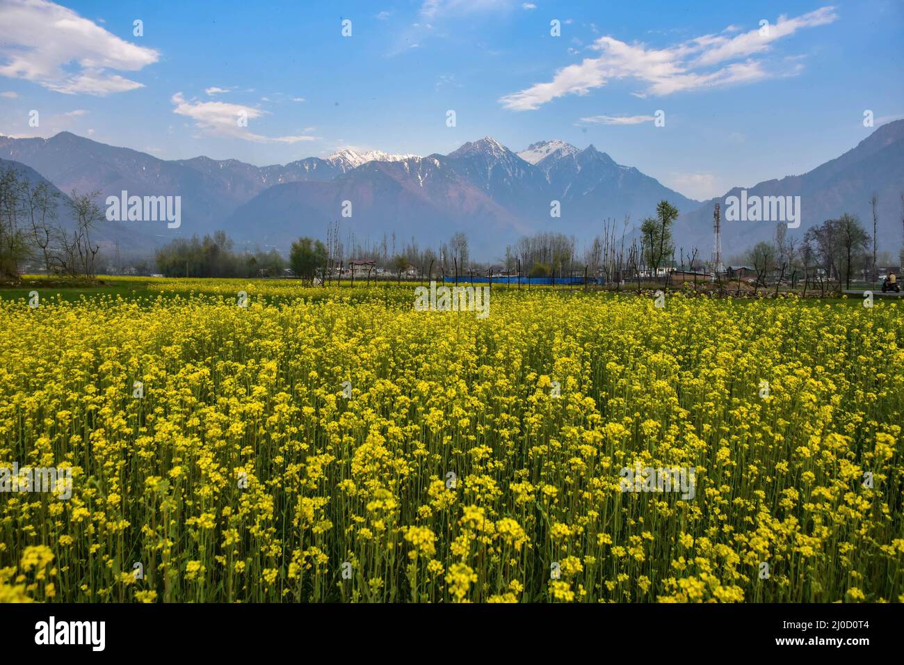 A picturesque view of blooming mustard fields during spring season on ...