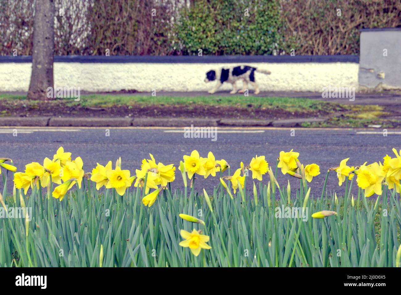 Glasgow, Scotland, UK 18th March, 2022. UK Weather: :Sunny day saw ...