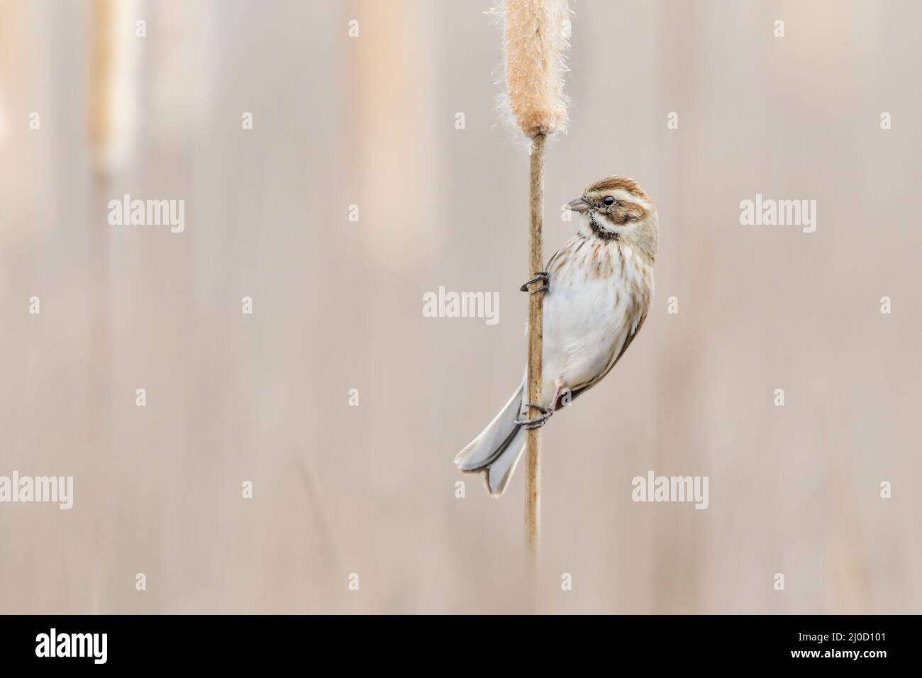 Fine art portrait of common reed bunting female (Emberiza schoeniclus ...
