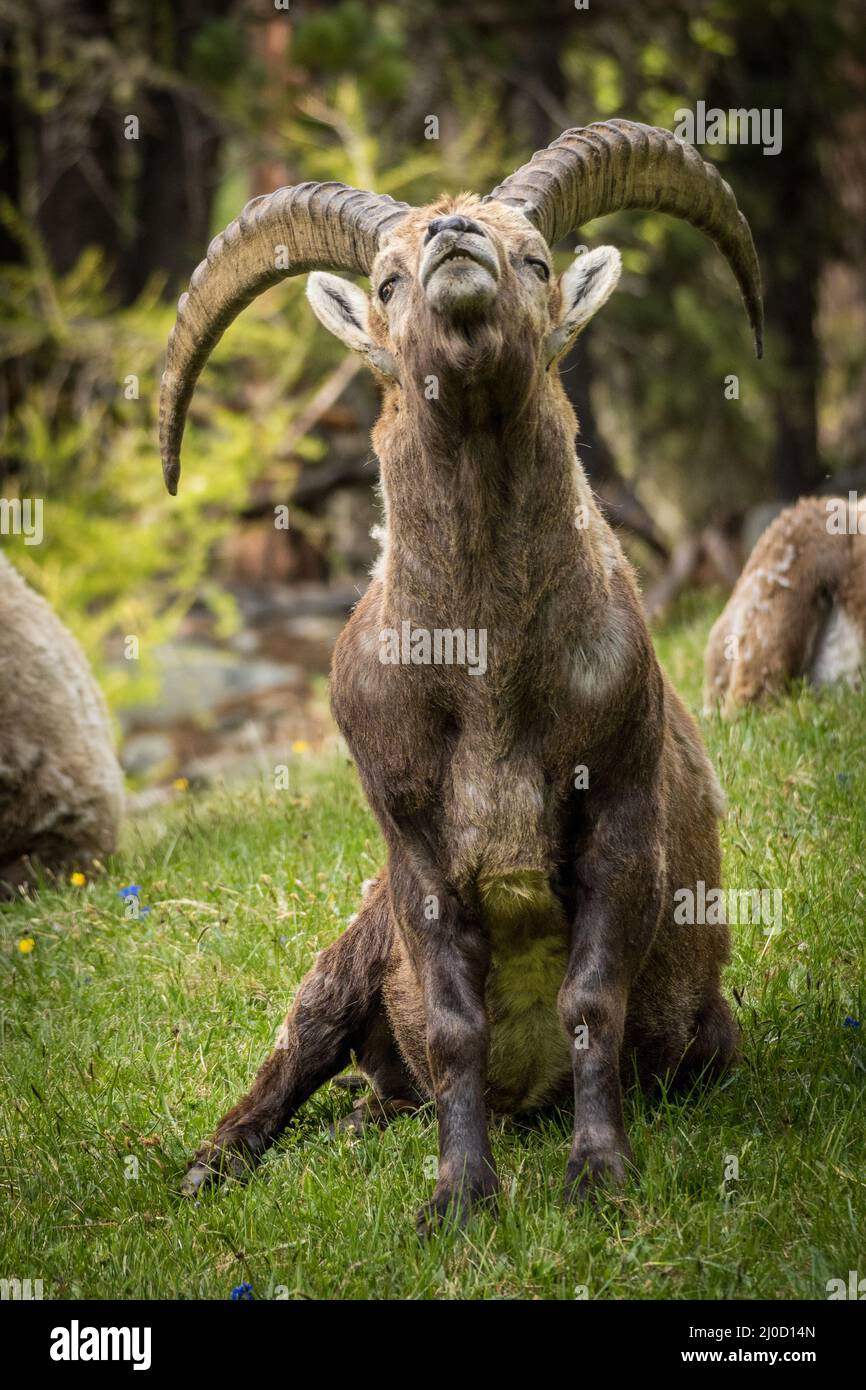 Old ibex in the mountains near Pontresina, Engadin, Grison, Switzerland ...