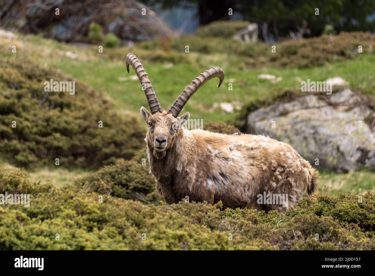 Old ibex in the mountains near Pontresina, Engadin, Grison, Switzerland ...