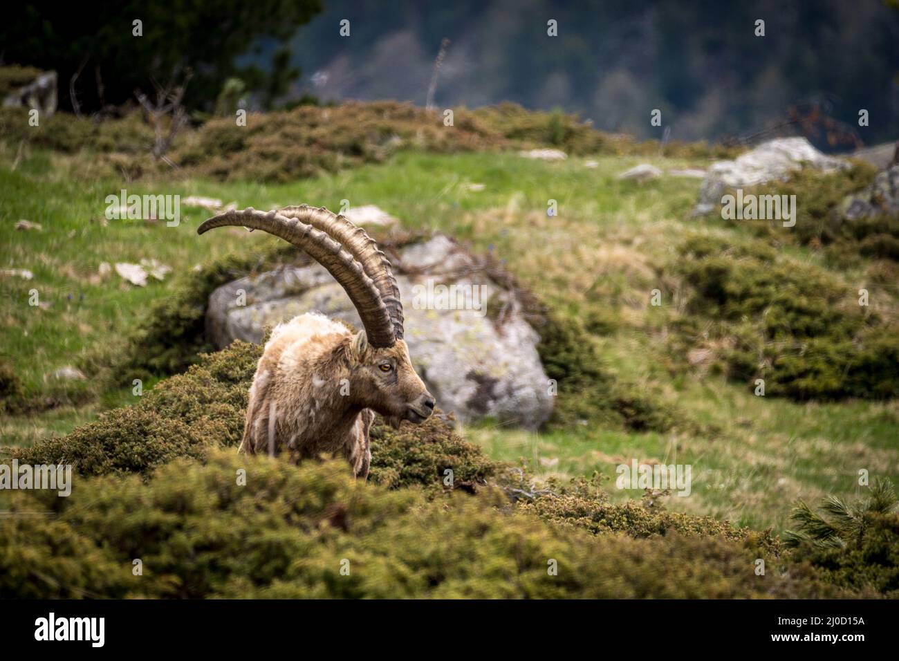 Old ibex in the mountains near Pontresina, Engadin, Grison, Switzerland ...