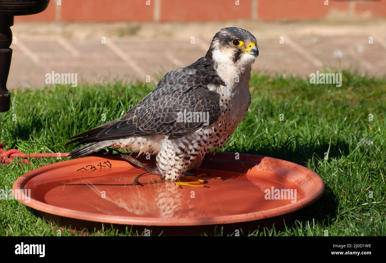 Falcon mews hi-res stock photography and images - Alamy