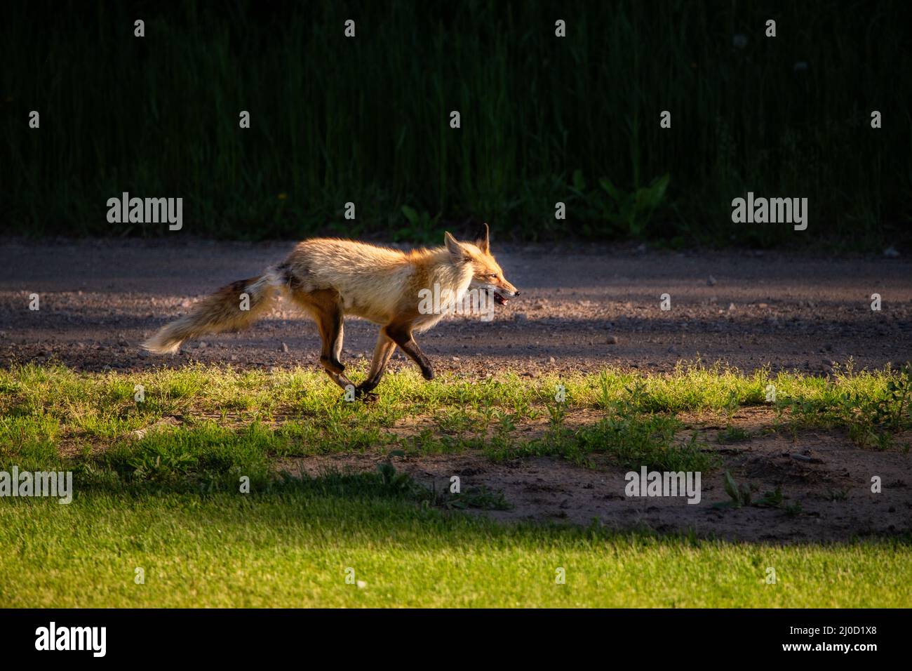 The side profile of a fox with a missing paw loping along a gravel path ...