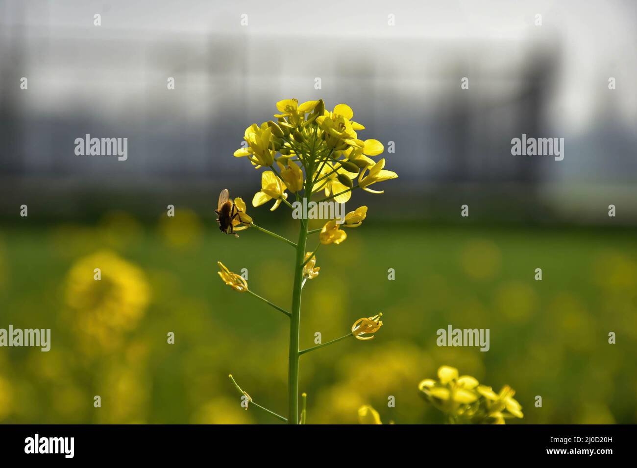 Blooming mustard field hi-res stock photography and images - Alamy