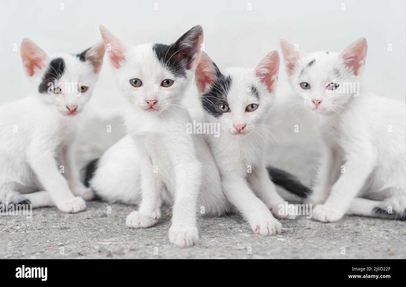 Cute cat family hi-res stock photography and images - Alamy