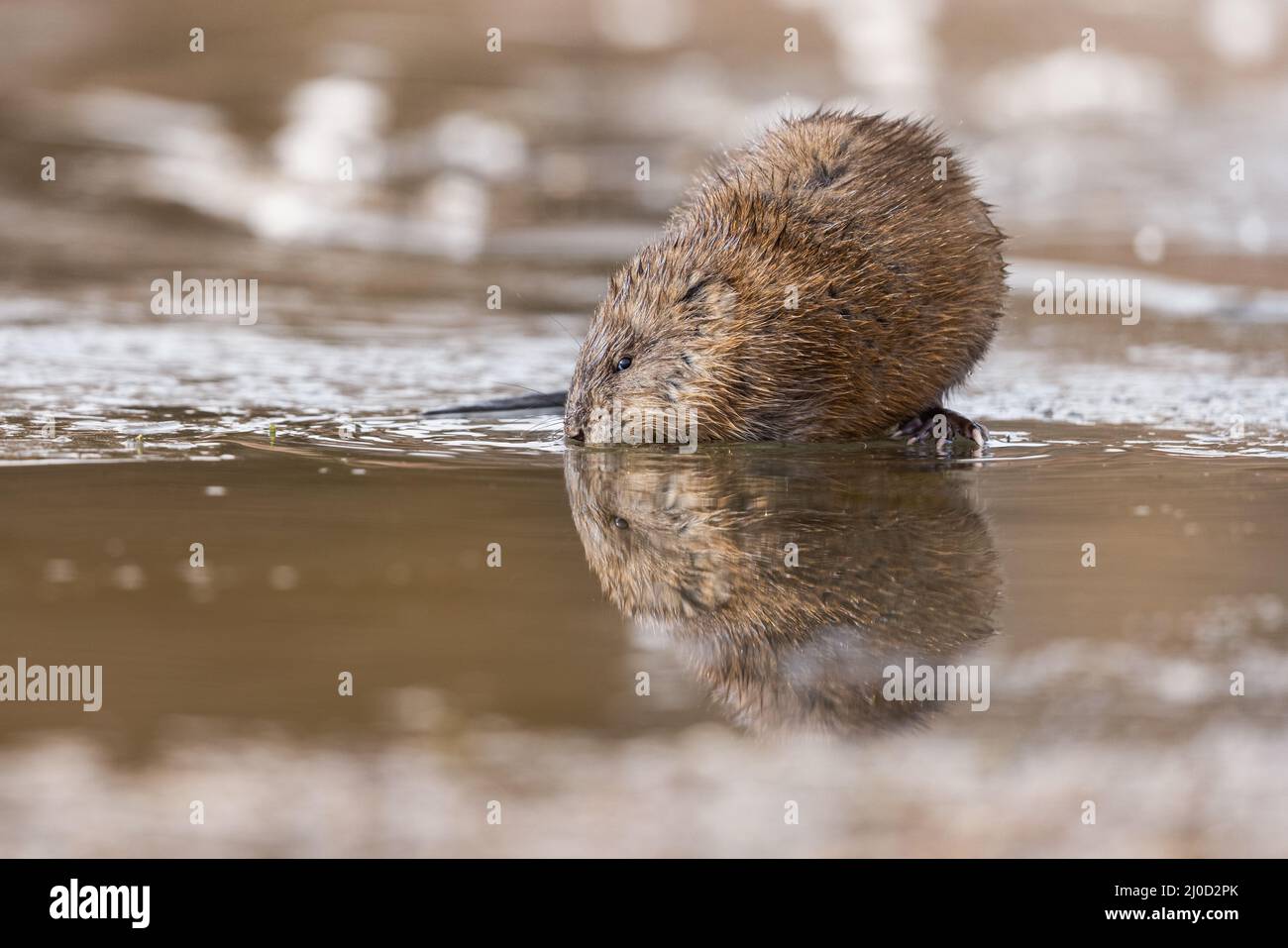 Cute tiny muskrat swimming in a river in Grand Teton National Park ...