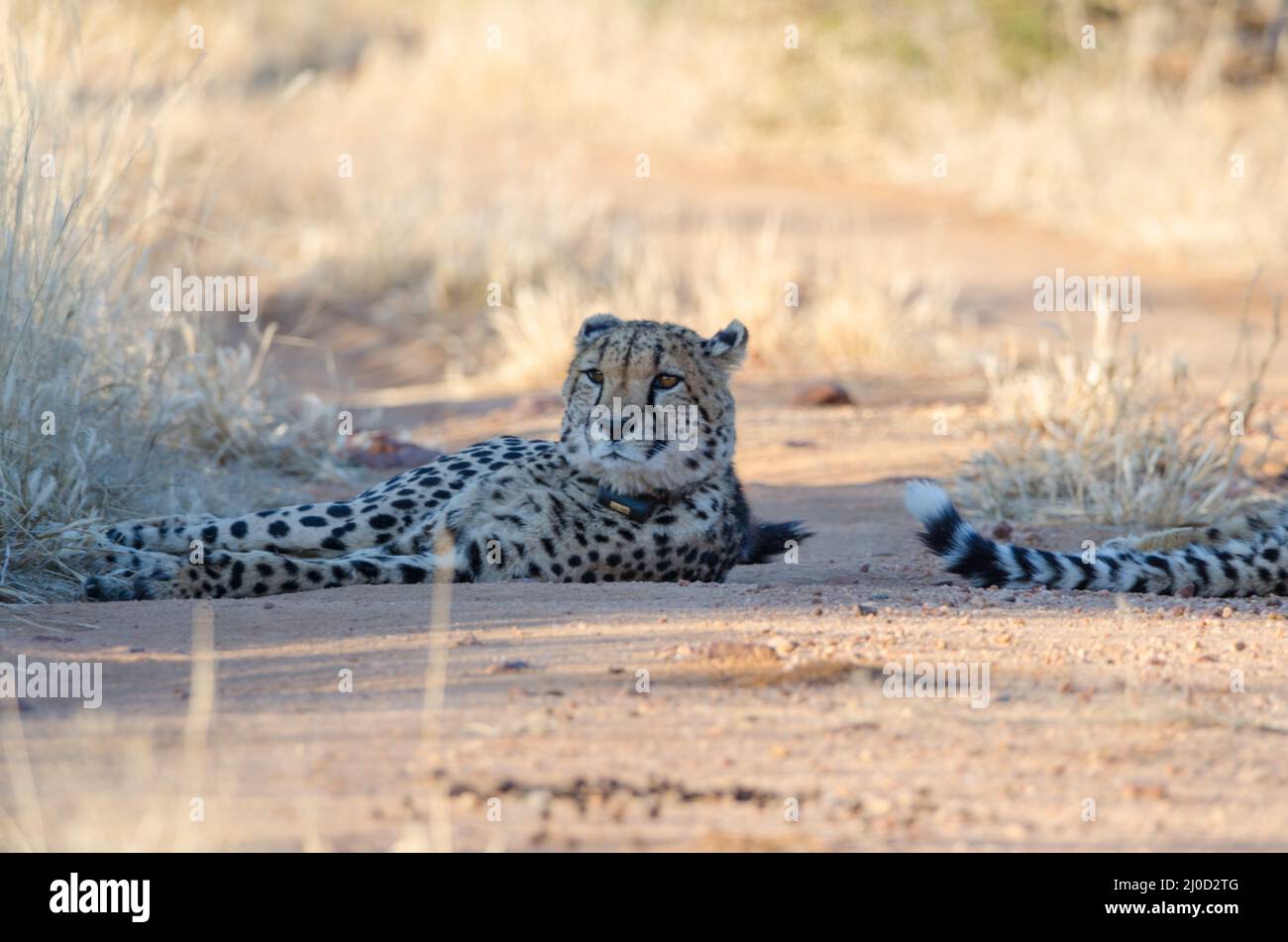 A big hepard lying on a dry desert safari ground and looking at camera ...