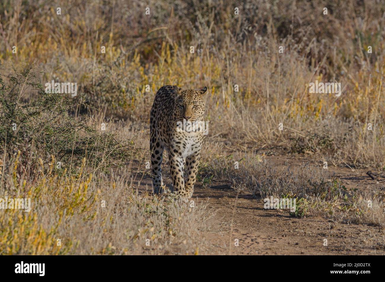 Big hepard walking angrily in a dry desert safari and looking at camera ...