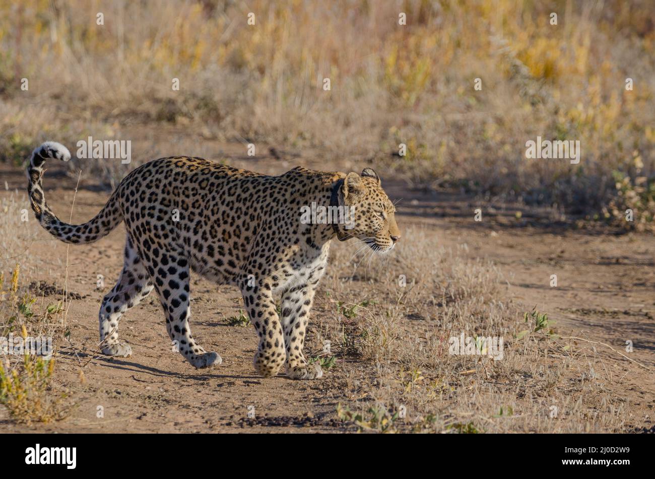 Big hepard walking angrily in a dry desert safari Stock Photo - Alamy