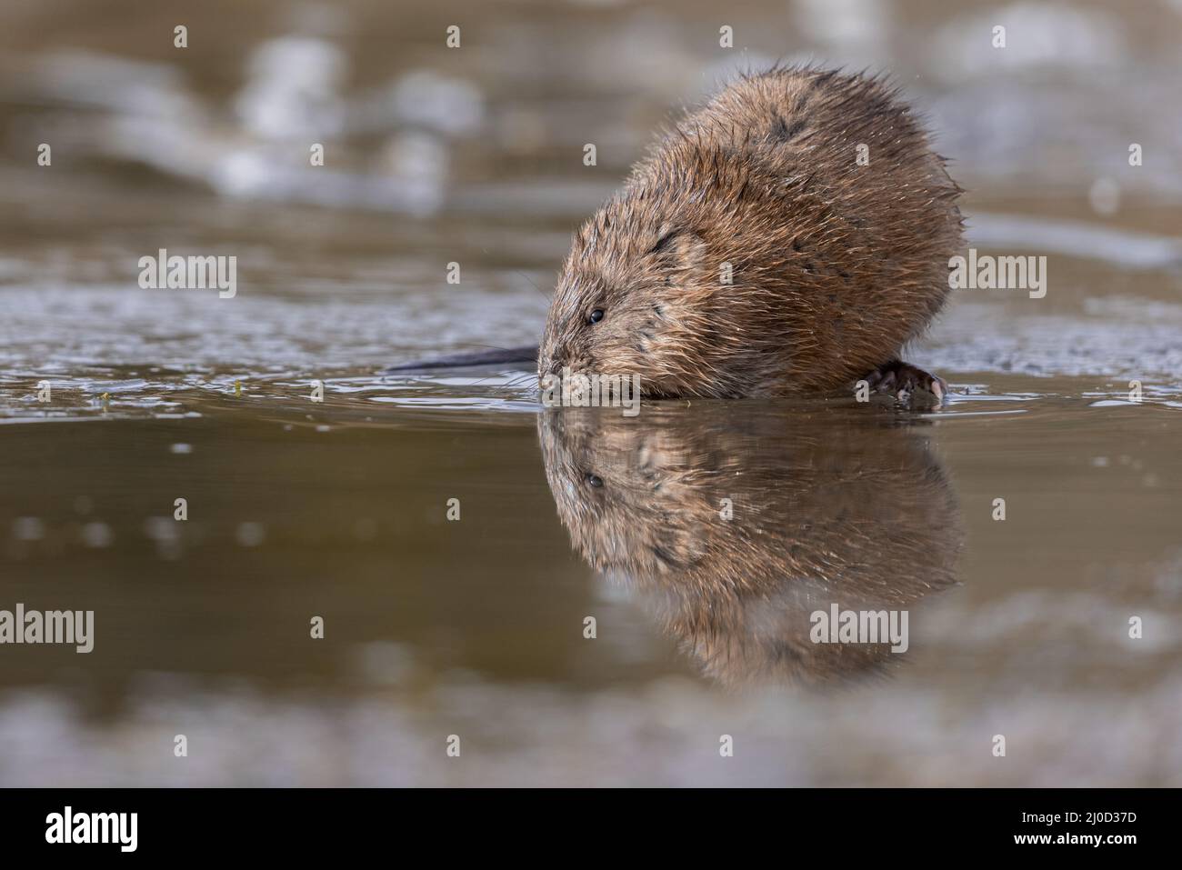 Closeup of a cute tiny muskrat swimming in a river in Grand Teton ...