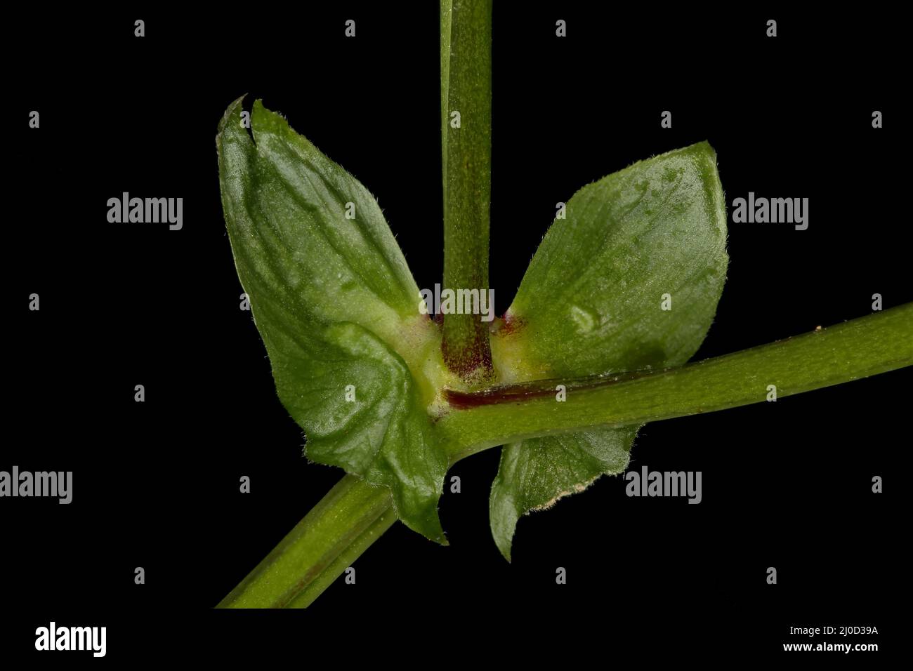 Stipules hi-res stock photography and images - Alamy