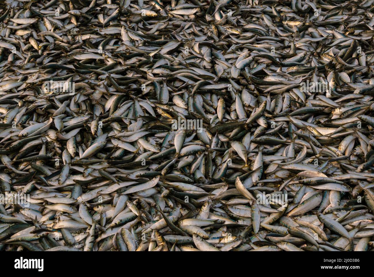 Fresh fish catch on sale at local fish market in Maharashtra, India ...