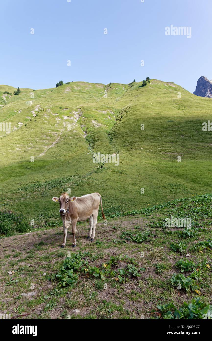 Alp cow mountain range hi-res stock photography and images - Alamy