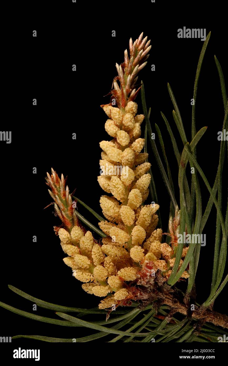 Pinus sylvestris pollen hi-res stock photography and images - Alamy
