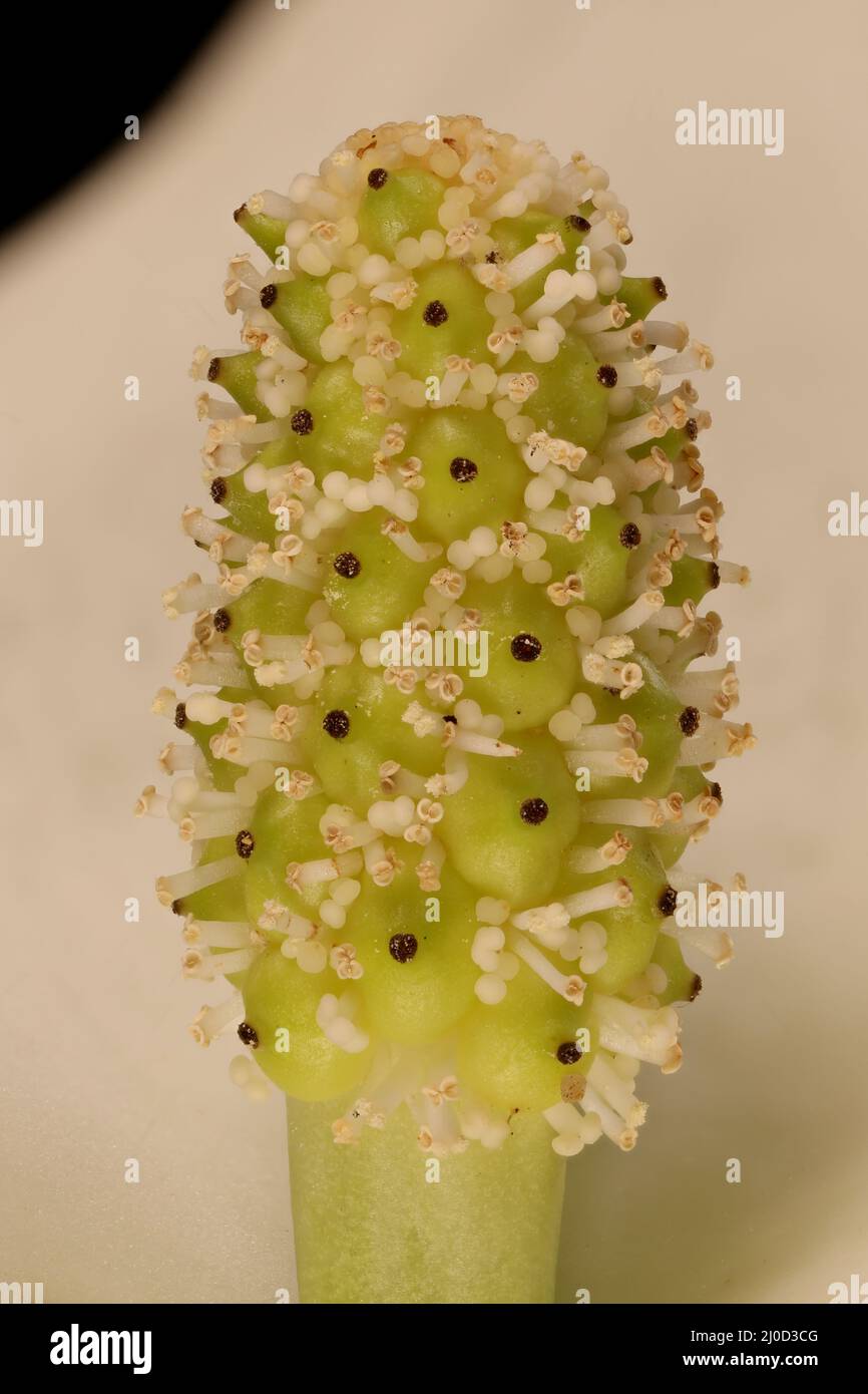 Bog Arum (Calla palustris). Inflorescence Detail Closeup Stock Photo ...