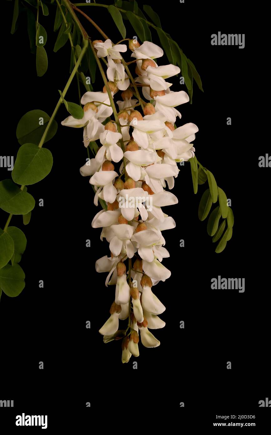 Papilionaceous corolla hi-res stock photography and images - Alamy