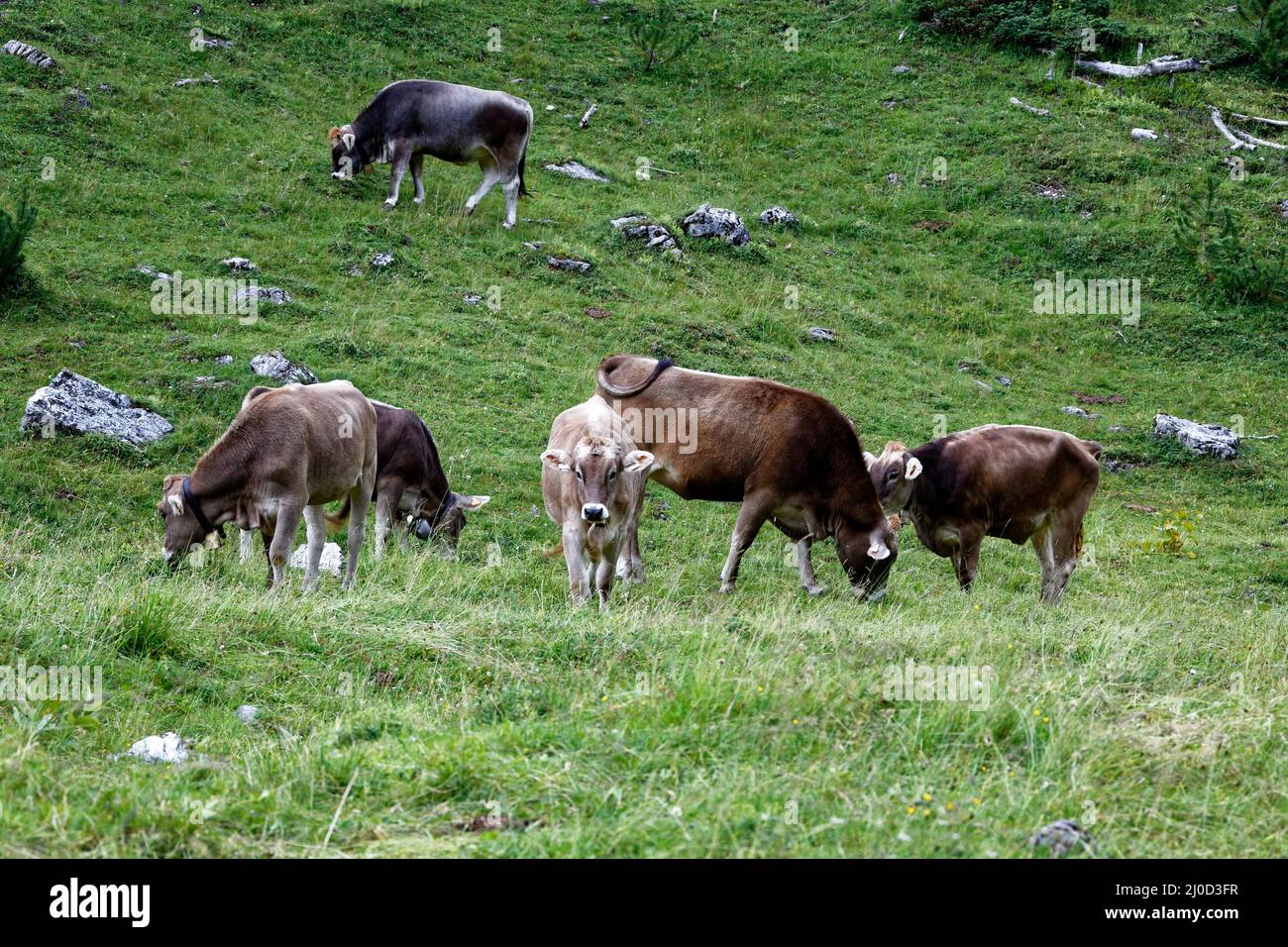 Cow in the pasture - Austria Stock Photo - Alamy