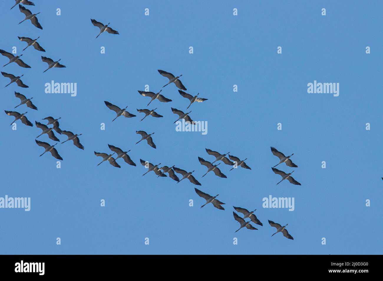 Crane flies group hi-res stock photography and images - Alamy