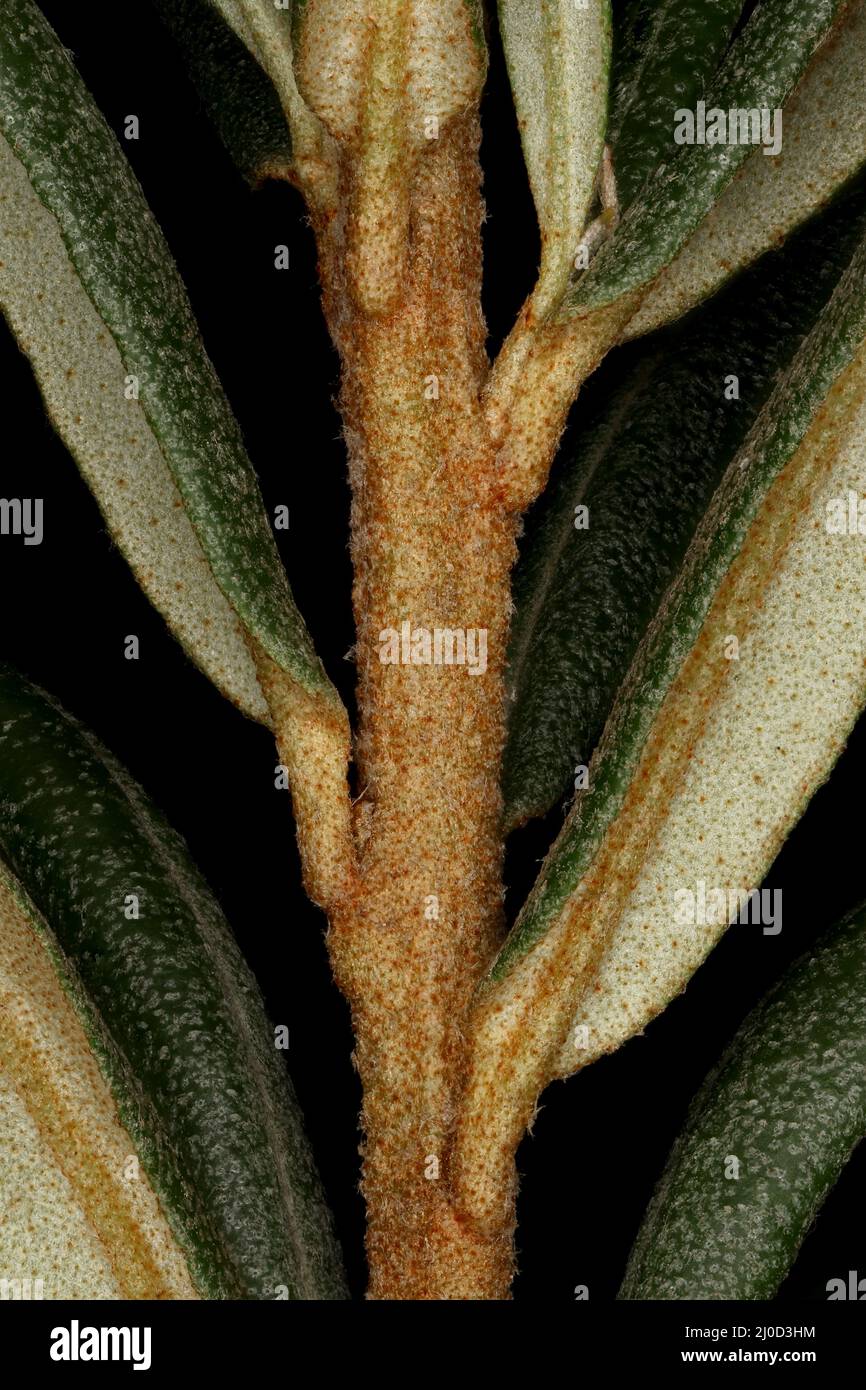 Hippophae rhamnoides botanical illustration hi-res stock photography ...