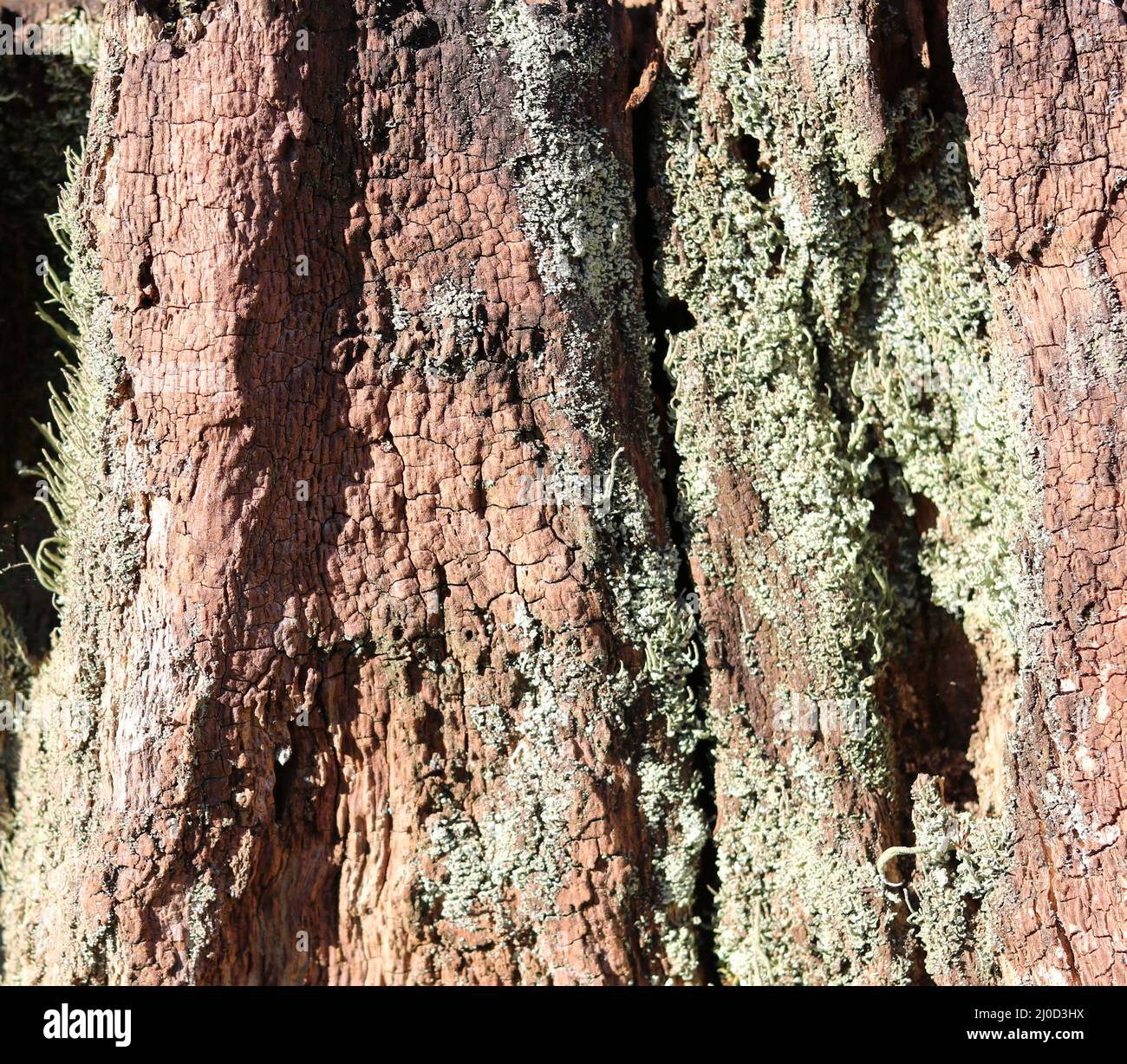 Full frame tree background showing old gnarled cracked woodgrain Stock ...