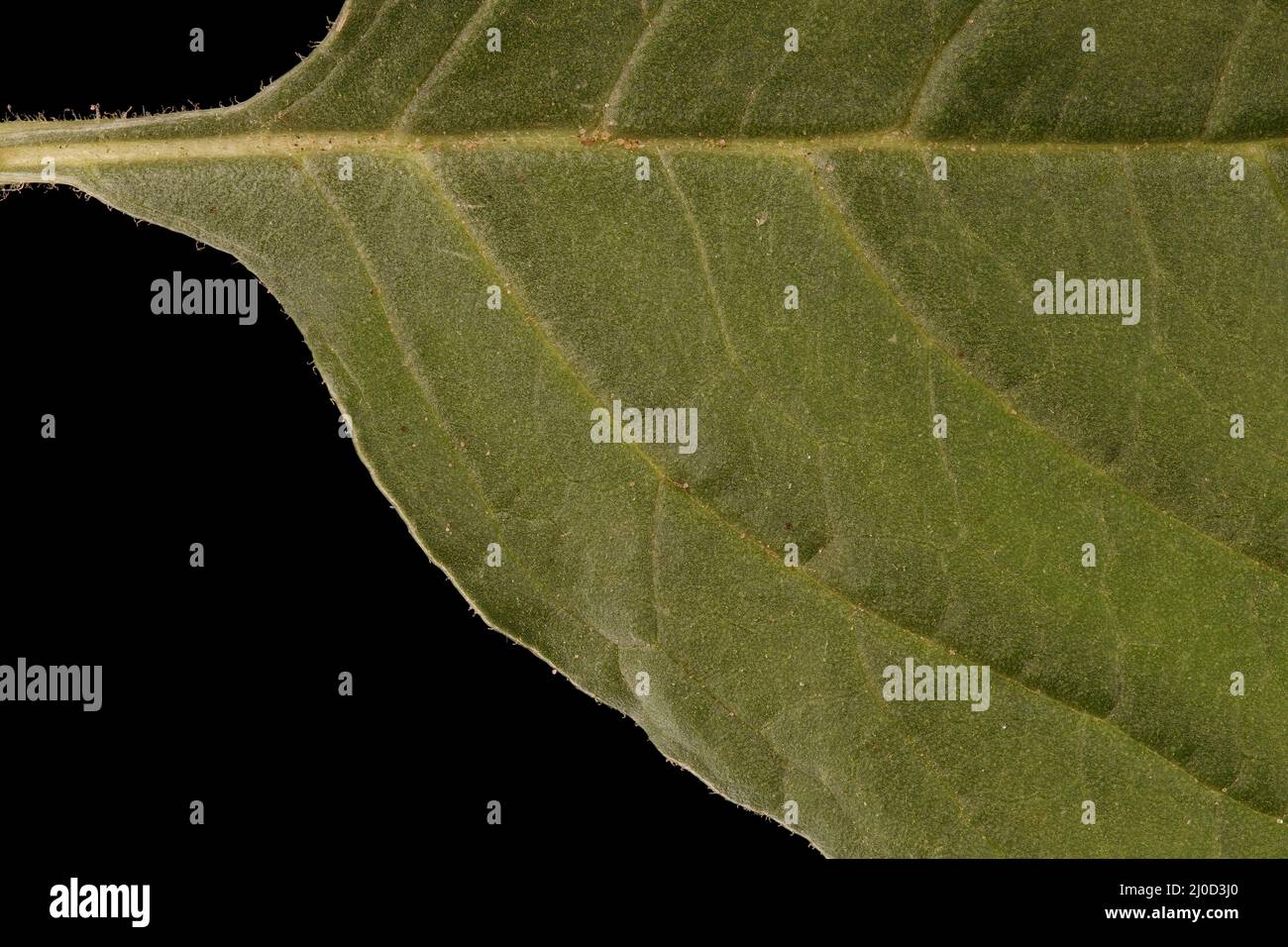 Common Amaranth (Amaranthus retroflexus). Leaf Detail Closeup Stock ...
