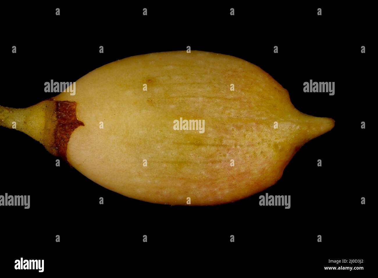 Vulgaris fruit hi-res stock photography and images - Alamy