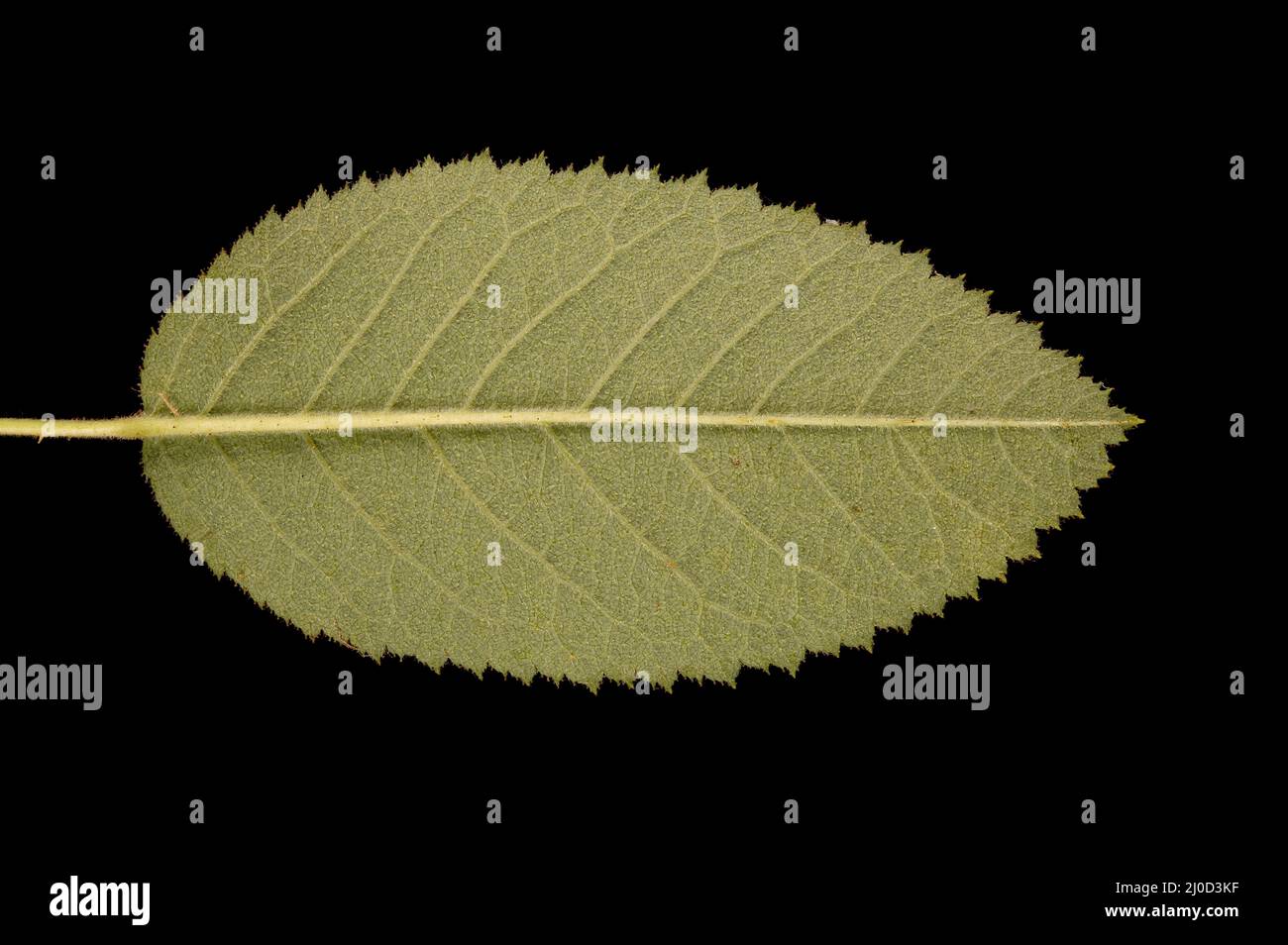 Apple leaflet hi-res stock photography and images - Alamy