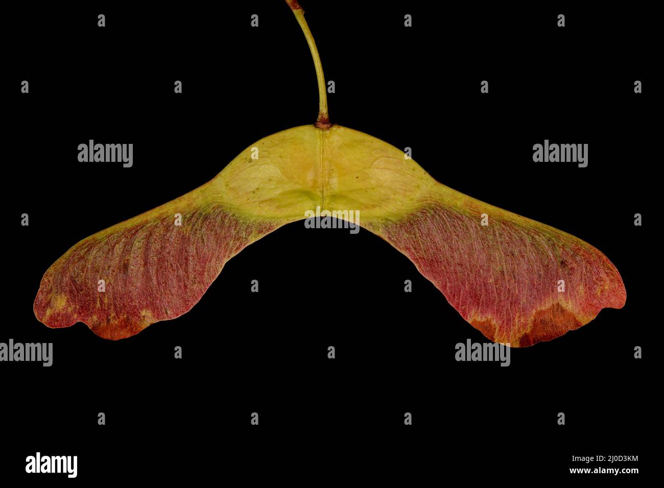 Acer platanoides fruit hi-res stock photography and images - Alamy