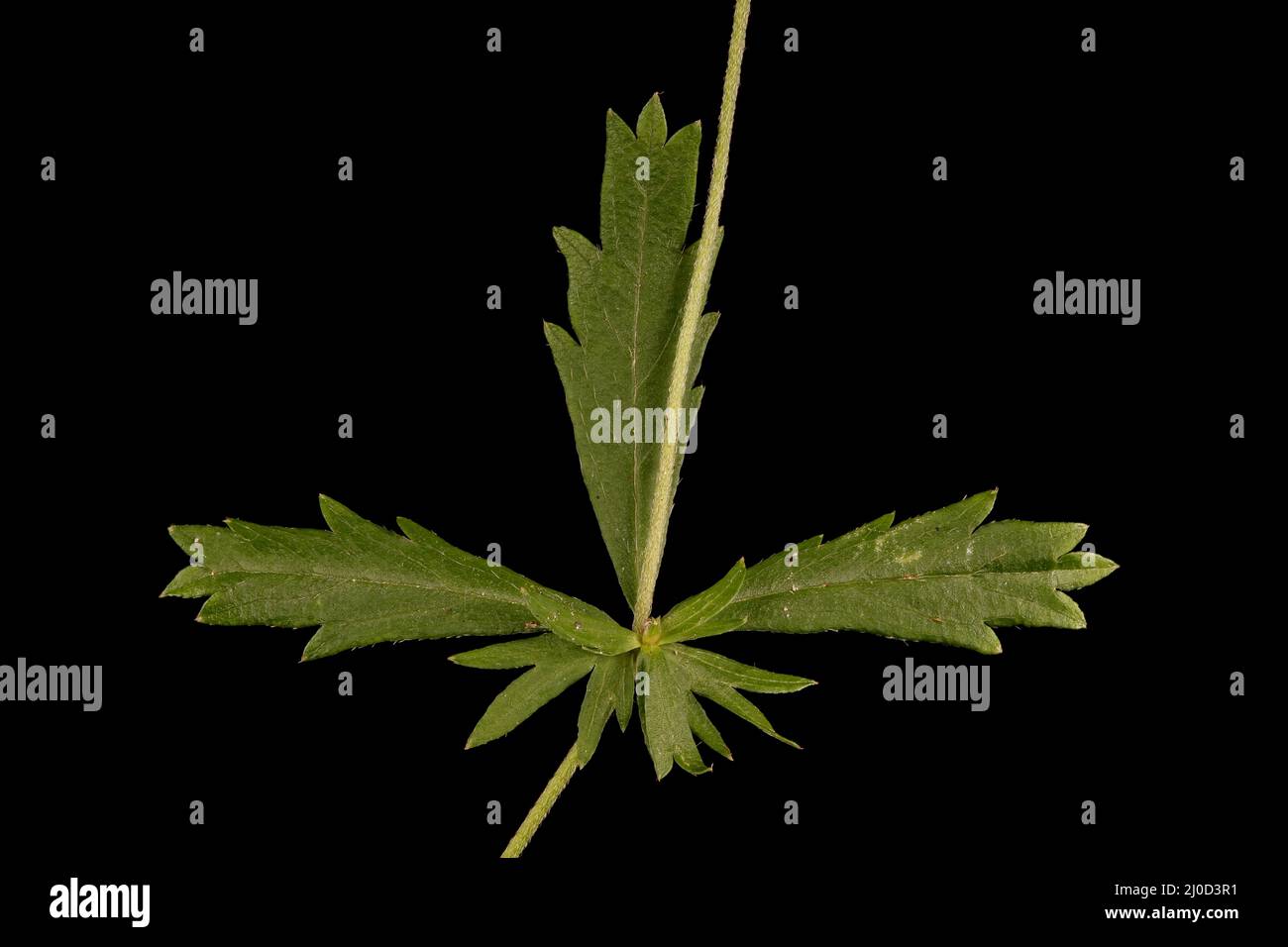 Potentilla erecta botanical illustration hi-res stock photography and ...